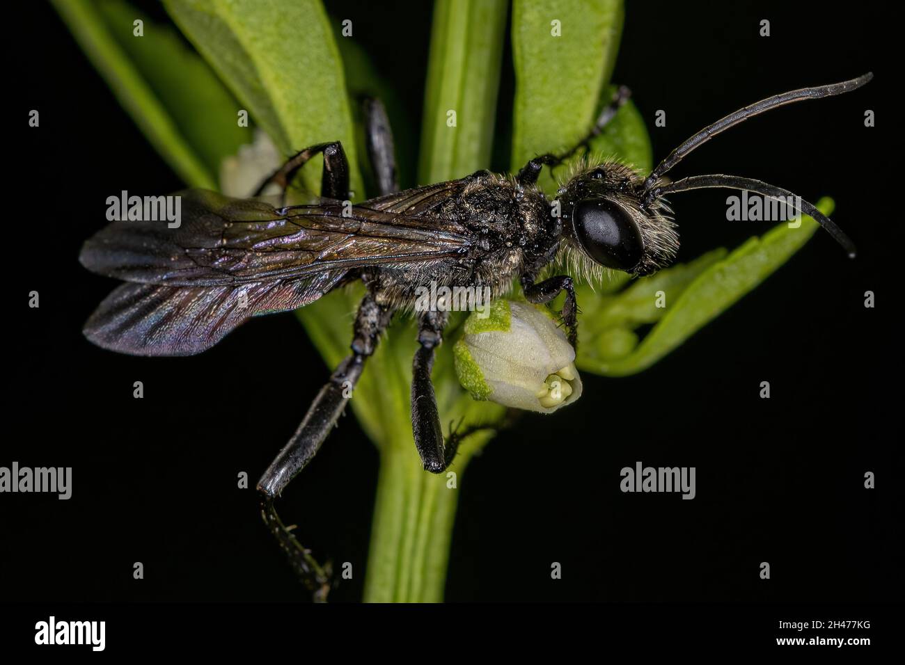 Prionyx hi-res stock photography and images - Alamy