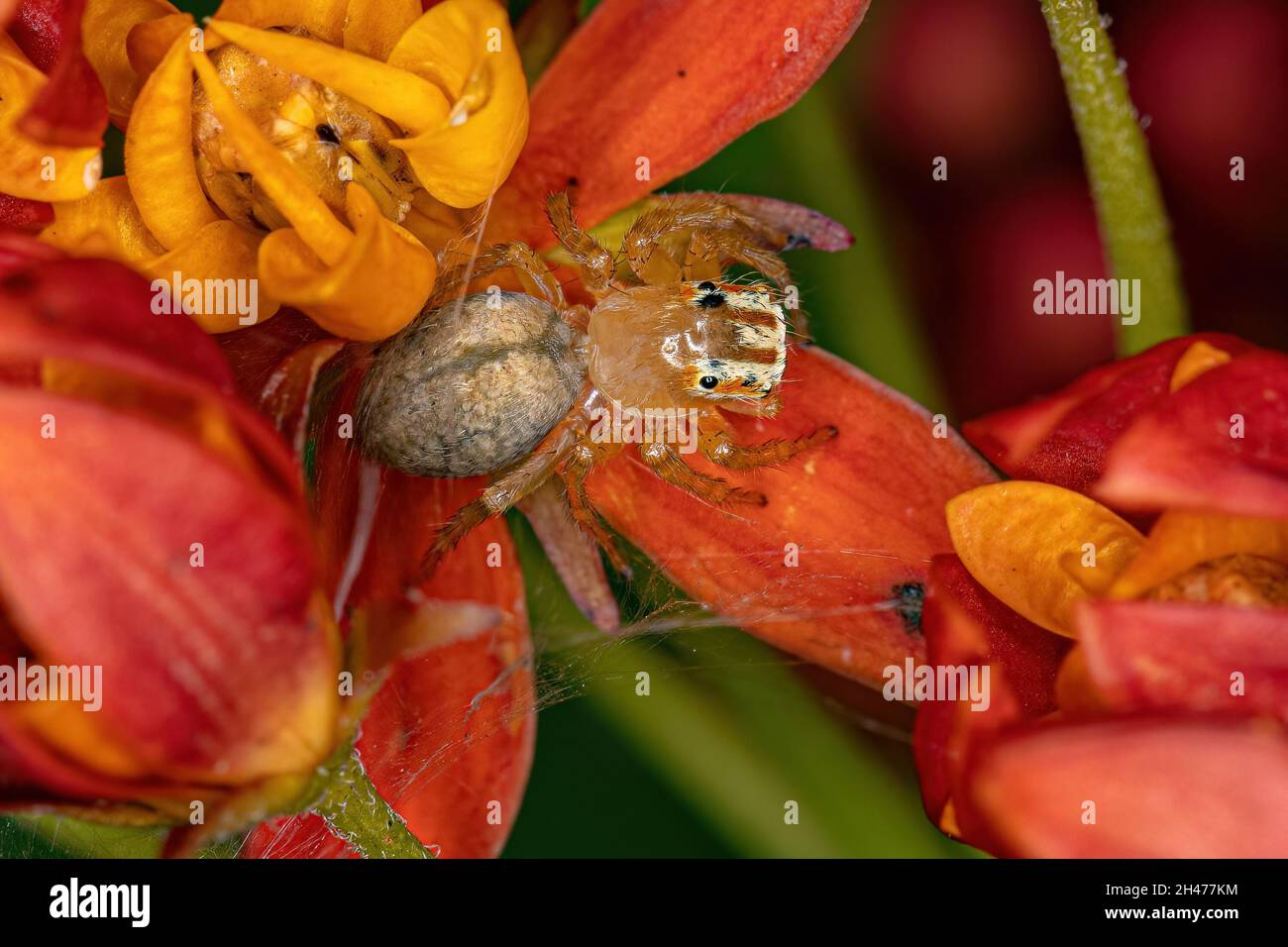 Chira hi-res stock photography and images - Alamy