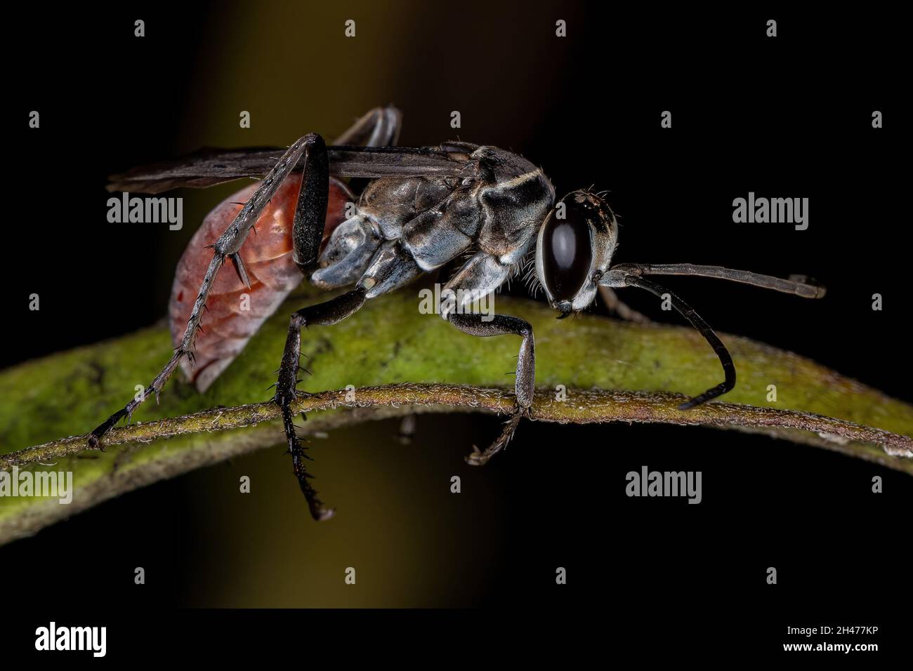 Adult Spider Wasp of the Family Pompilidae Stock Photo - Alamy