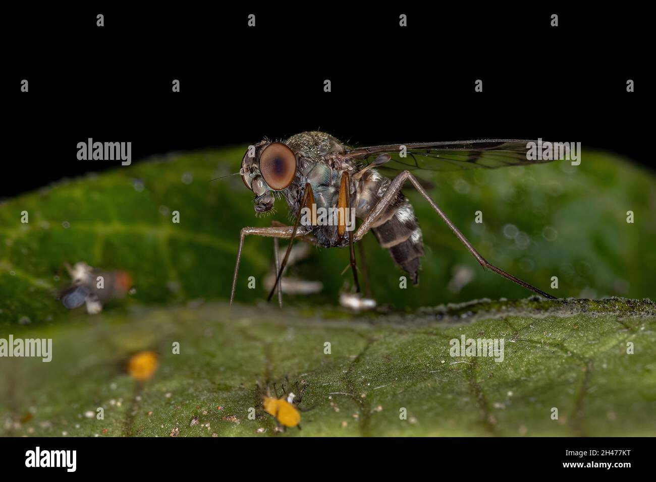 Adult Snipe Fly of the Family Rhagionidae Stock Photo - Alamy