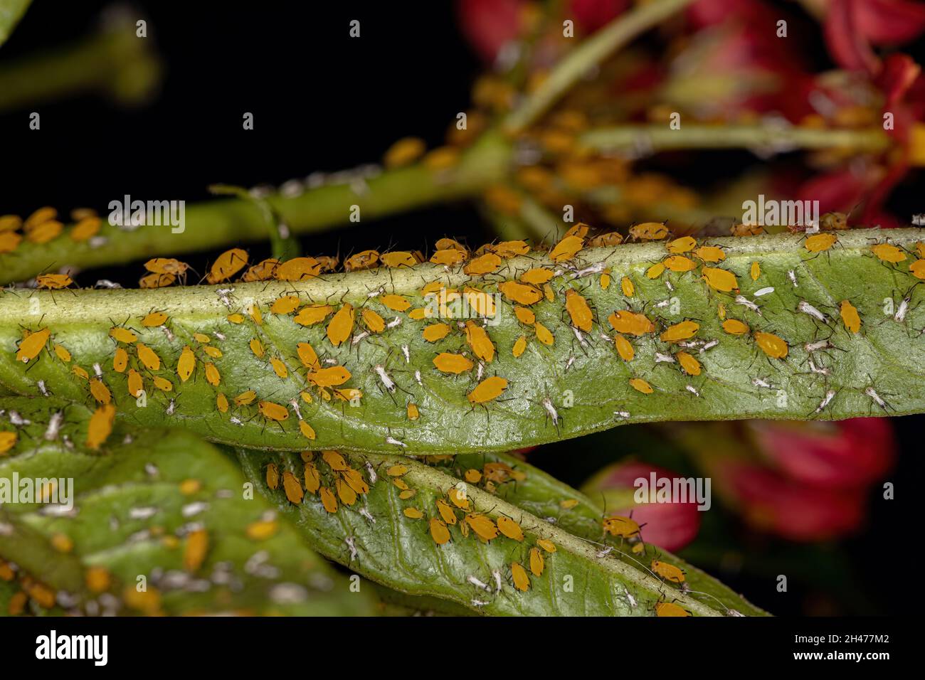 Small Aphids Insects of the Family Aphididae Stock Photo - Alamy