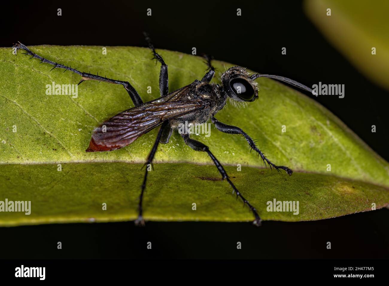 Black thread waisted wasps hi-res stock photography and images - Alamy