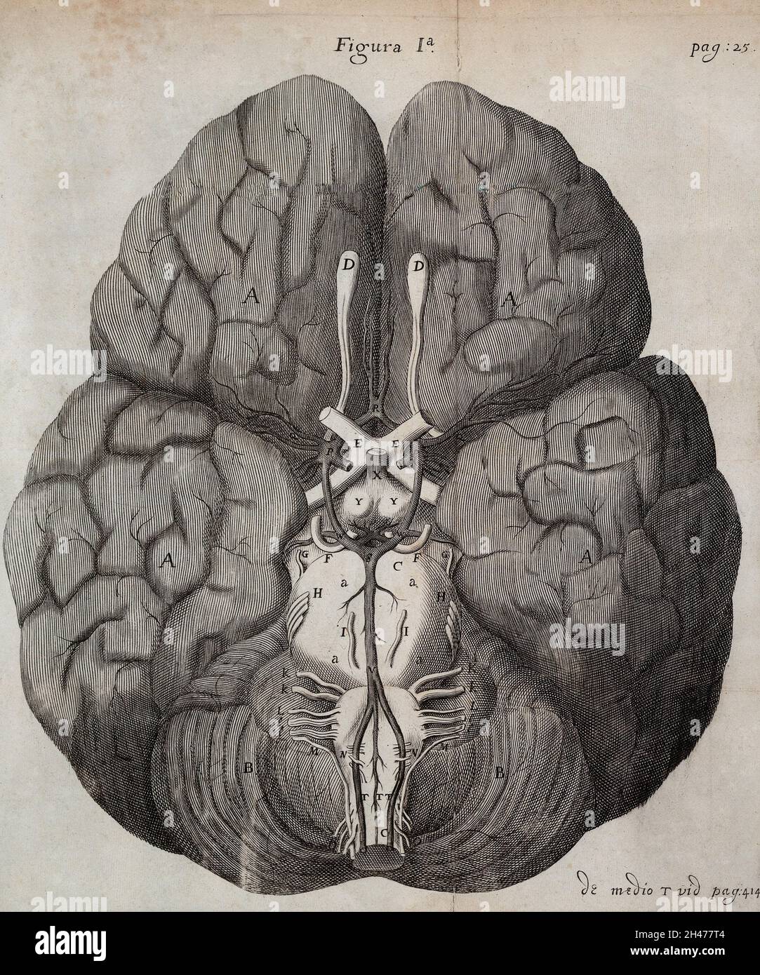 T. Willis, Cerebi anatome, London Stock Photo - Alamy