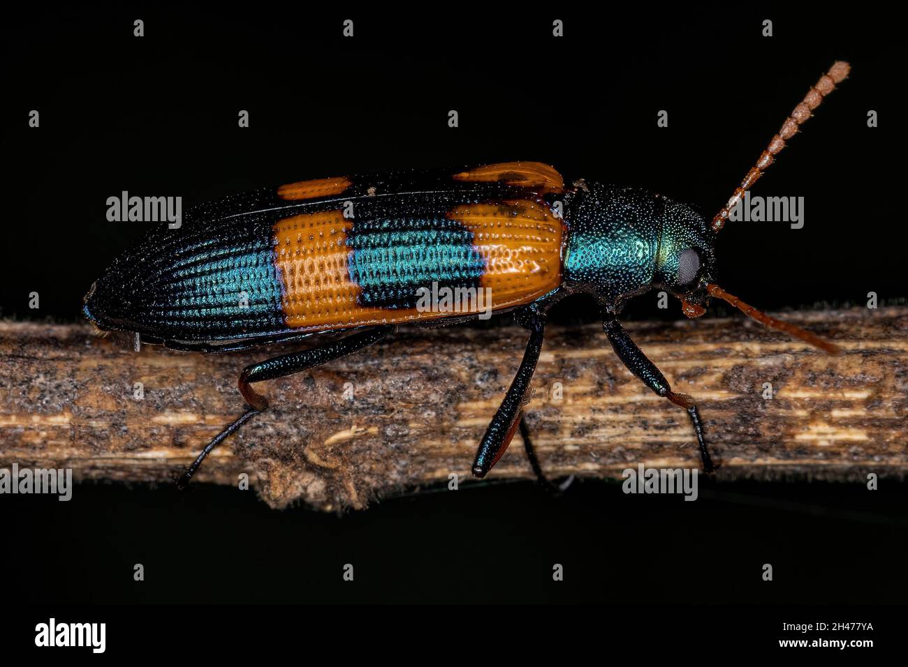 Strongylium hi-res stock photography and images - Alamy