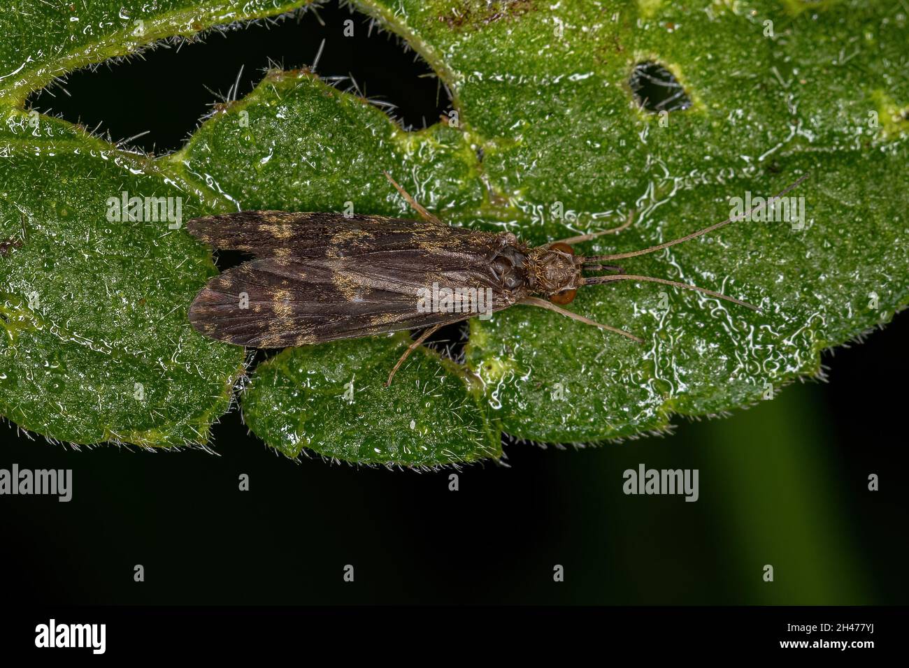 Adult Caddisfly Insect of the Order Trichoptera Stock Photo - Alamy