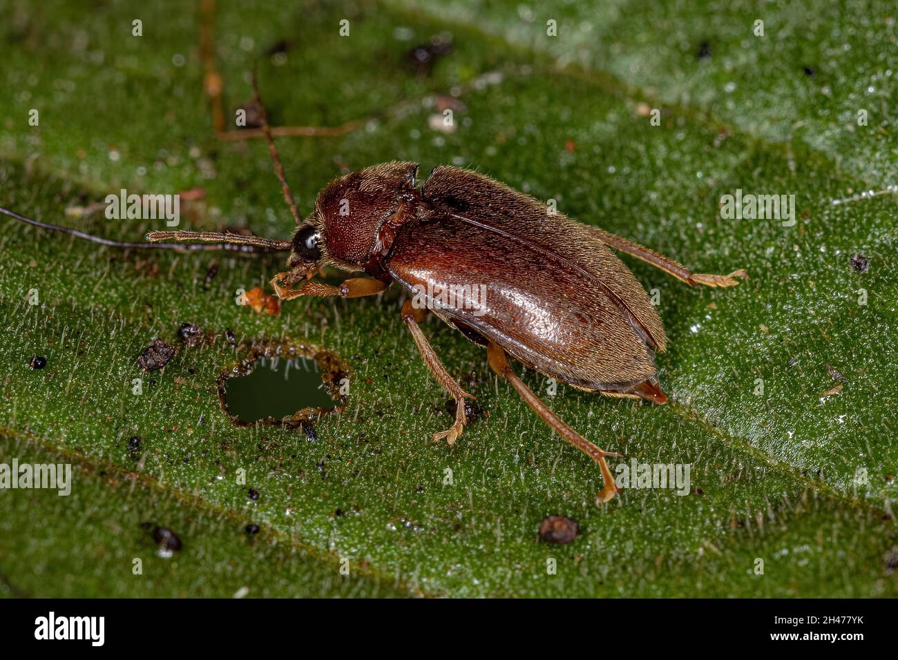 Adult Toe-winged Beetle of the Family Ptilodactylidae Stock Photo - Alamy