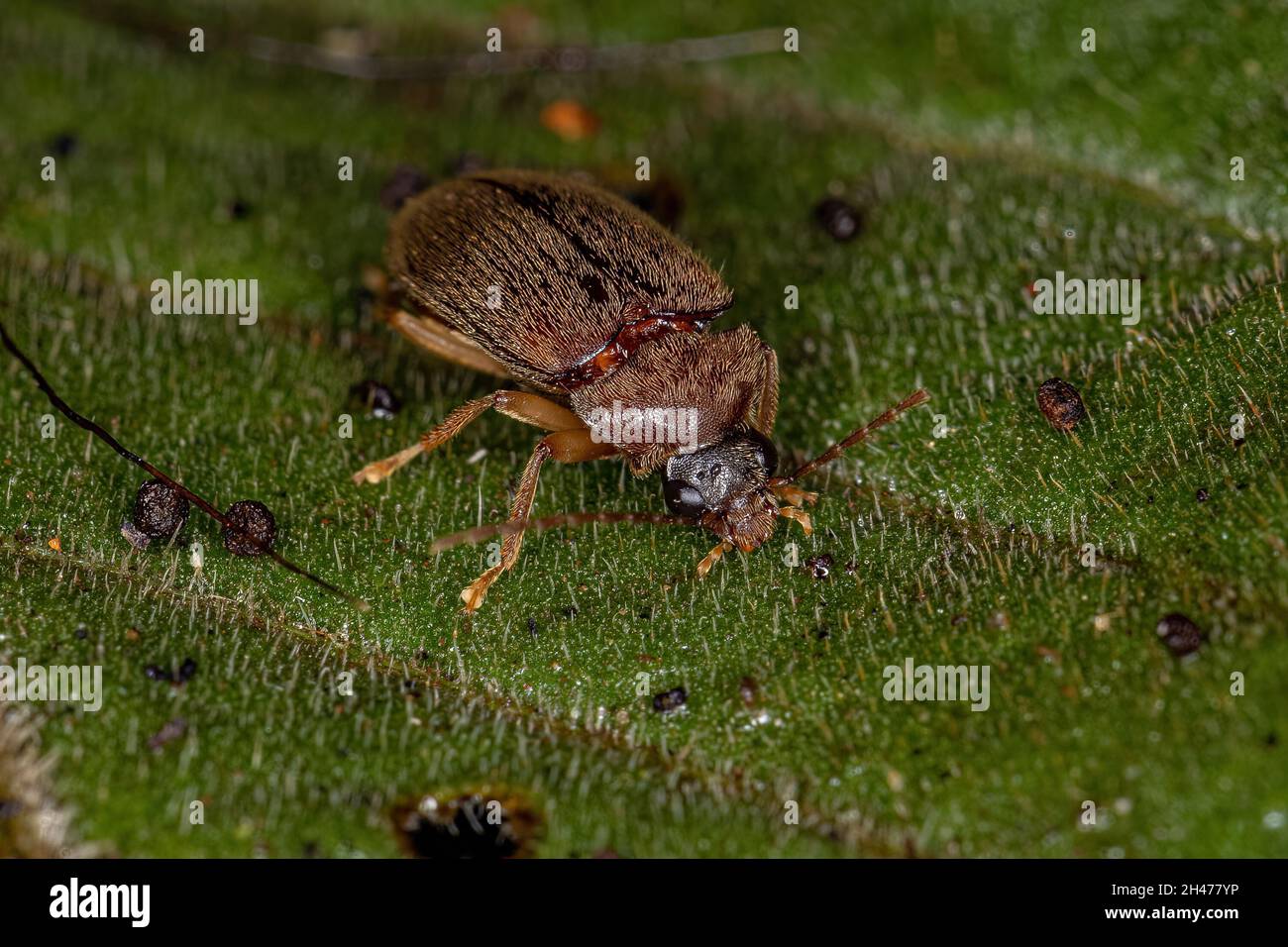 Adult Toe-winged Beetle of the Family Ptilodactylidae Stock Photo - Alamy