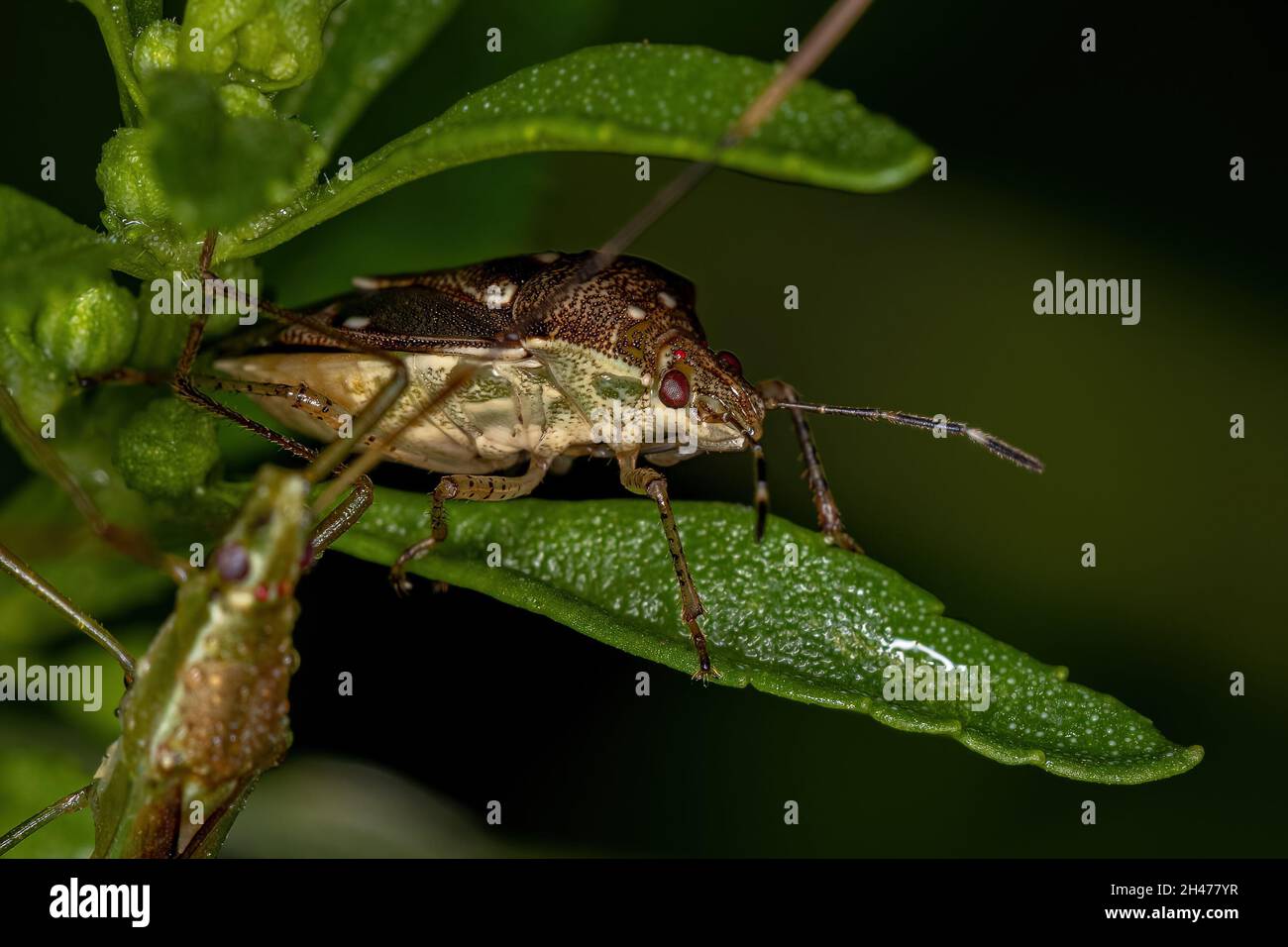 Adult Stink Bug of the genus Mormidea Stock Photo - Alamy