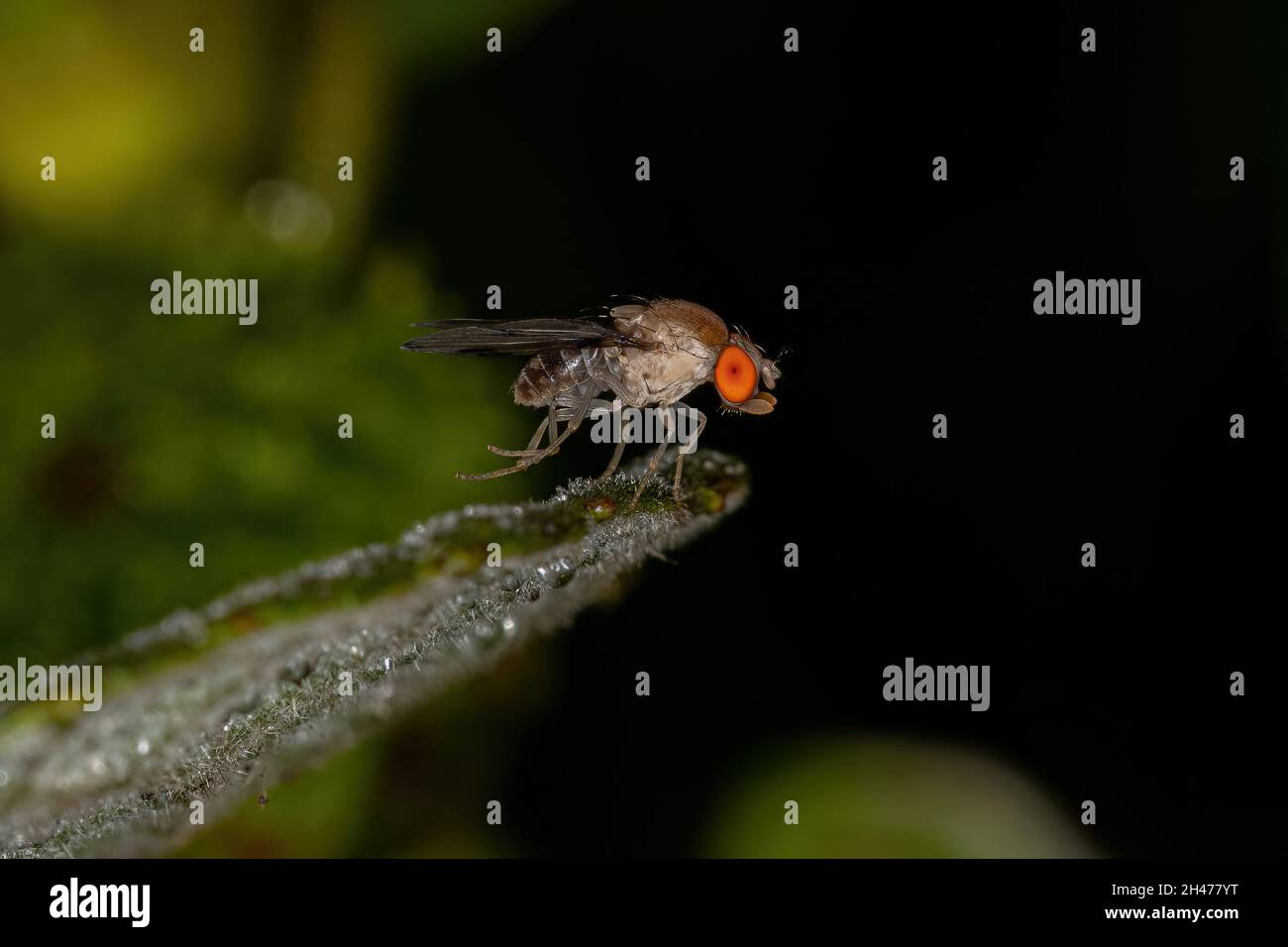 Adult Fruit Fly of the Family Drosophilidae Stock Photo - Alamy