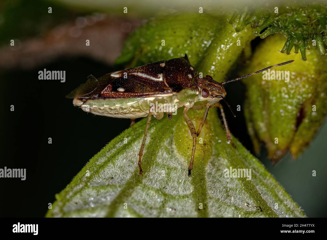 Adult Stink Bug of the genus Mormidea Stock Photo - Alamy