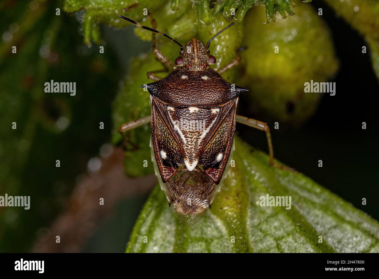Adult Stink Bug of the genus Mormidea Stock Photo - Alamy