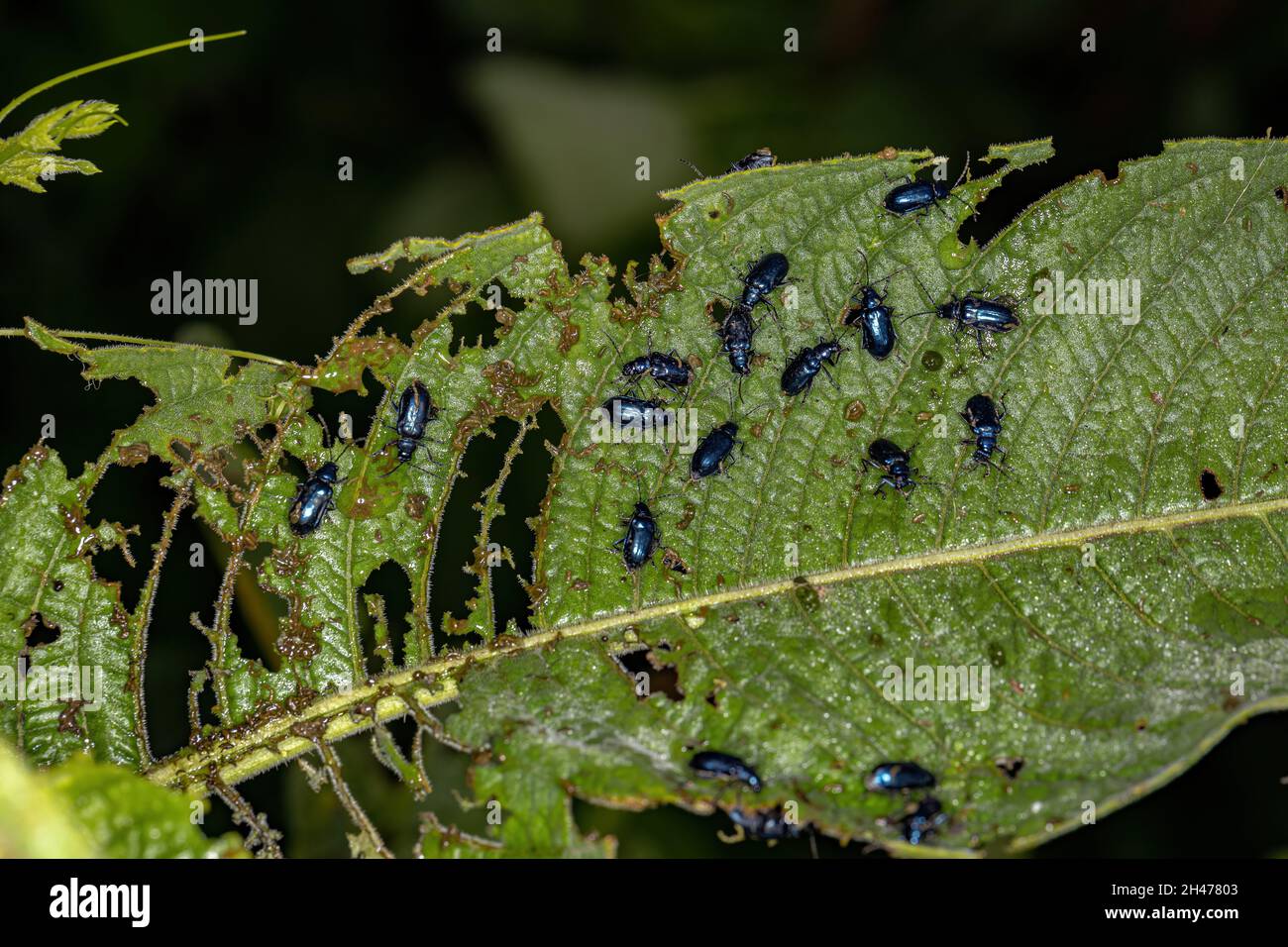 Flea beetles hi-res stock photography and images - Alamy