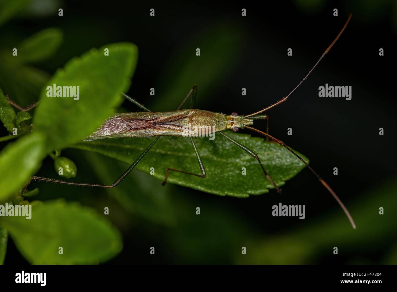 Green rice bug hi-res stock photography and images - Alamy