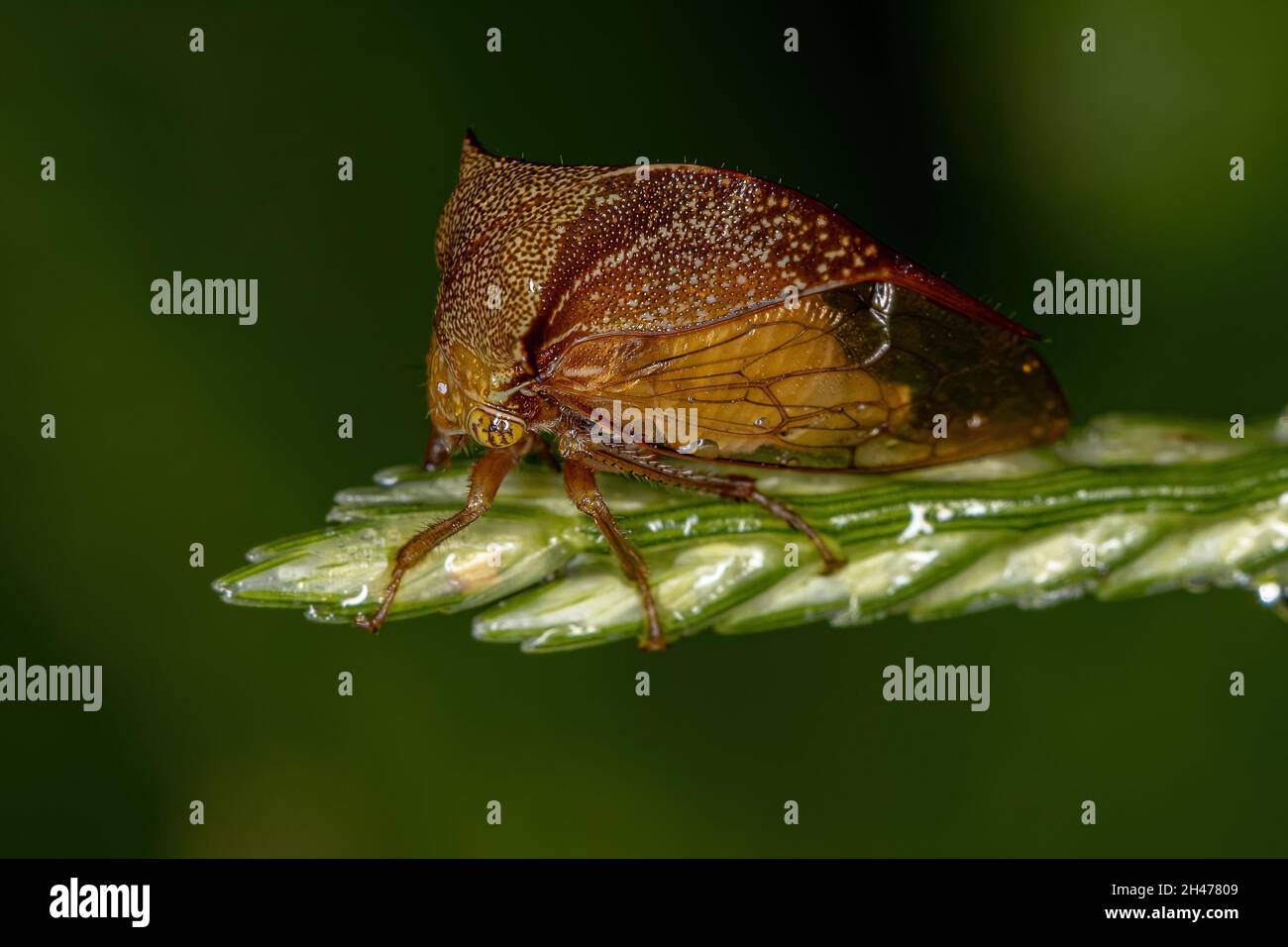 Adult Buffalo Treehopper of the Tribe Ceresini Stock Photo - Alamy