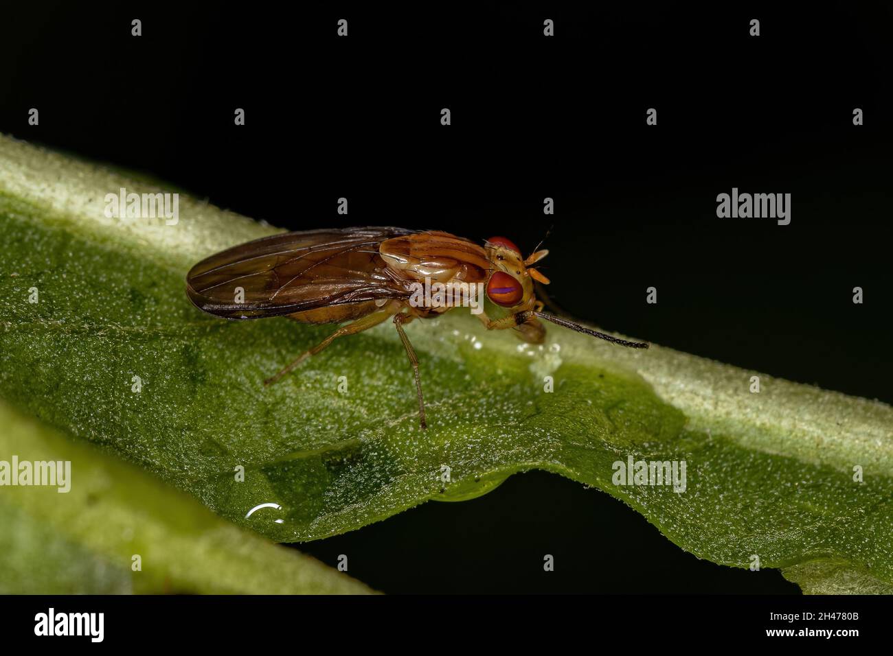Adult Acalyptrate Fly of the Zoosubsection Acalyptratae Stock Photo - Alamy