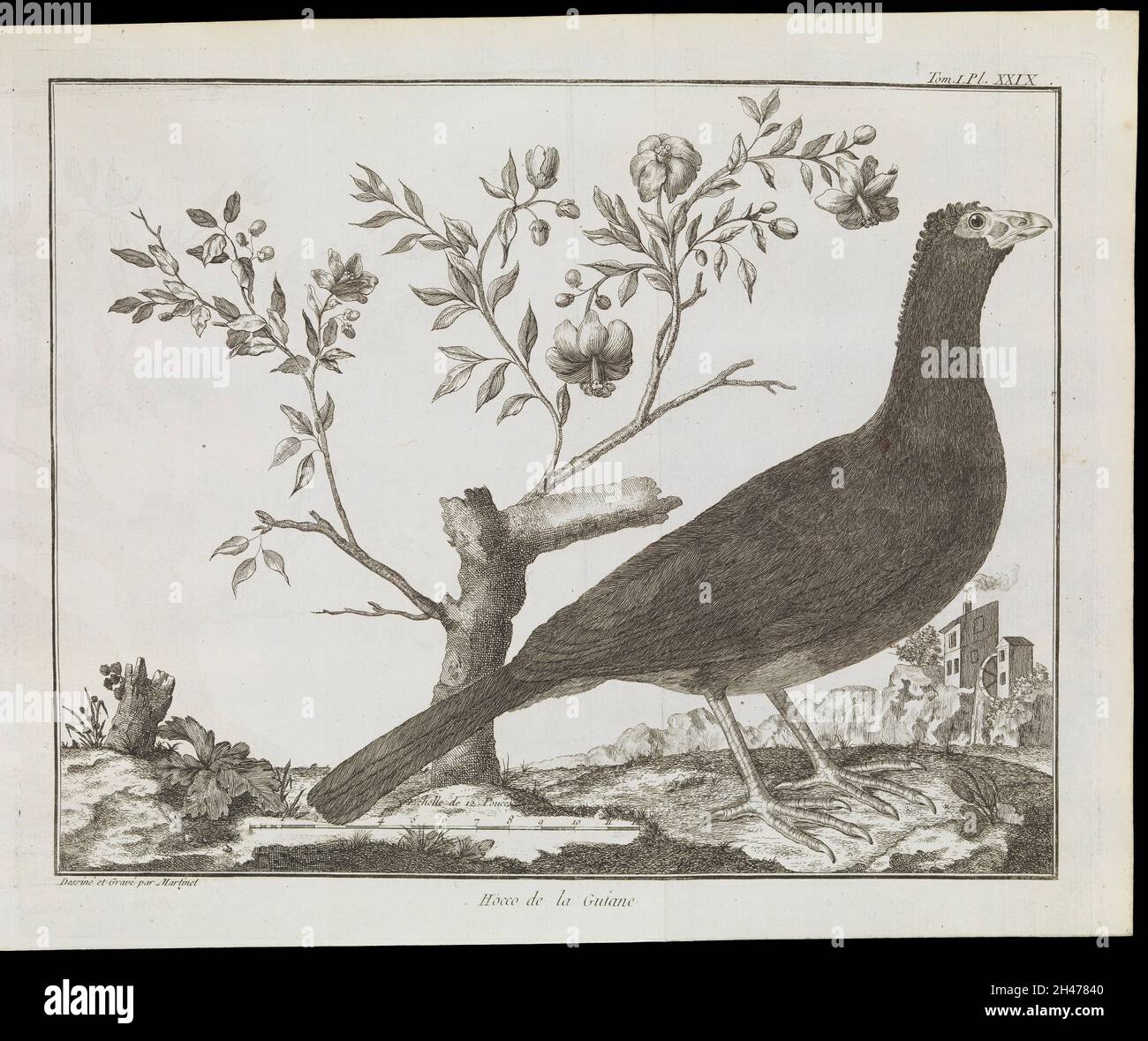 Classification of a crested curassow/royal pheasant Stock Photo - Alamy