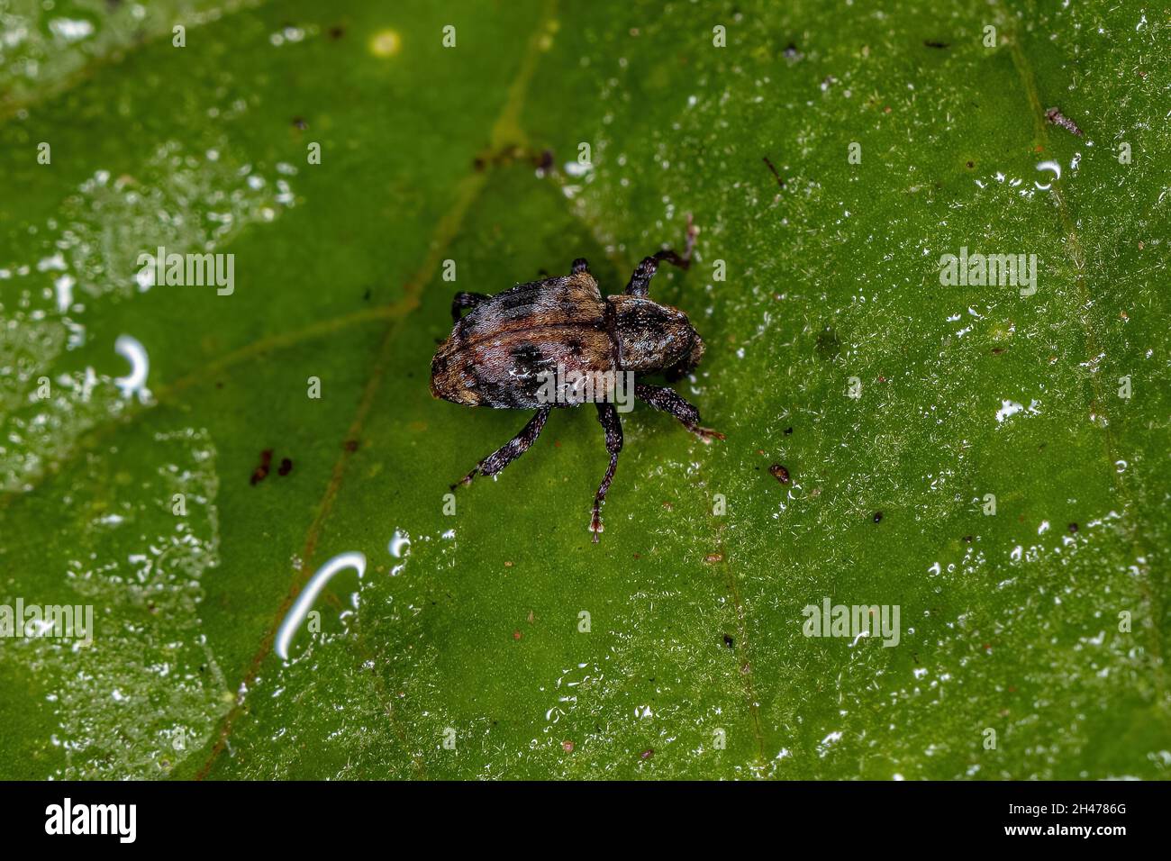 Adult True Weevil of the Family Curculionidae Stock Photo - Alamy