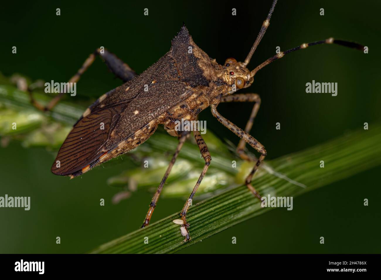 Black leaf footed bug hi-res stock photography and images - Alamy