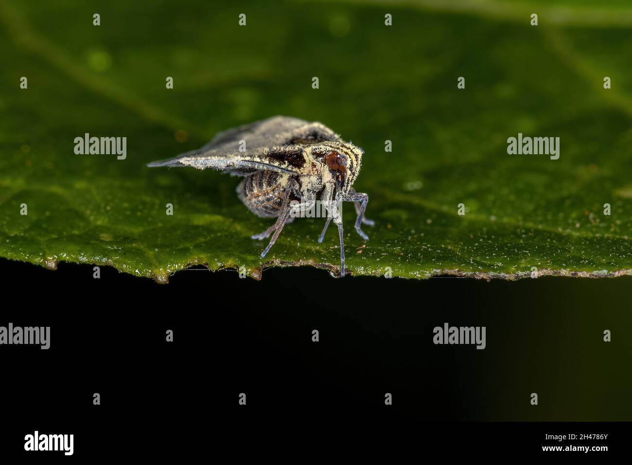 Adult Small Planthopper of the Family Cixiidae Stock Photo - Alamy