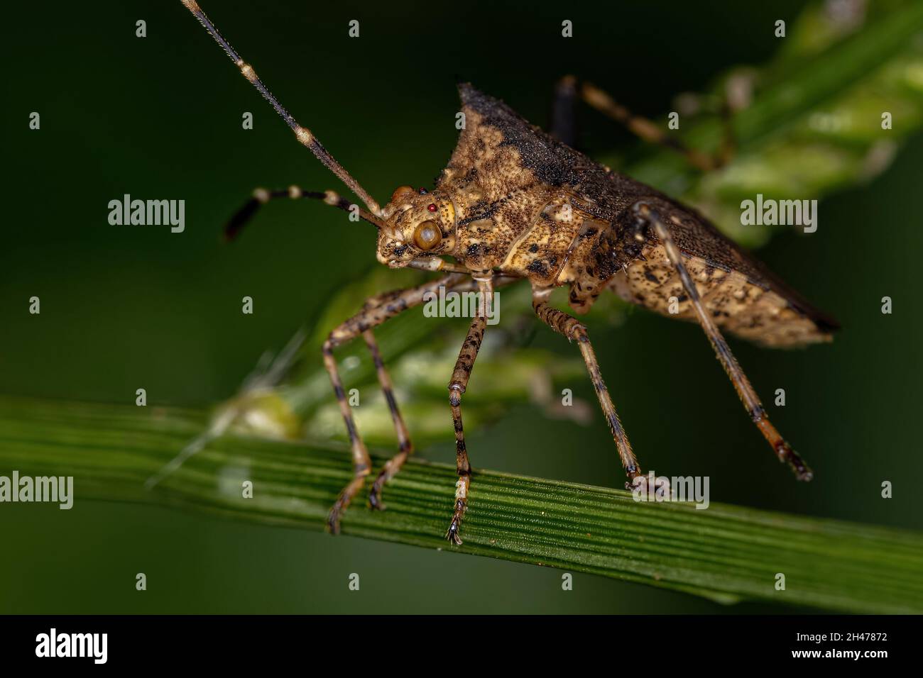 Black leaf footed bug hi-res stock photography and images - Alamy