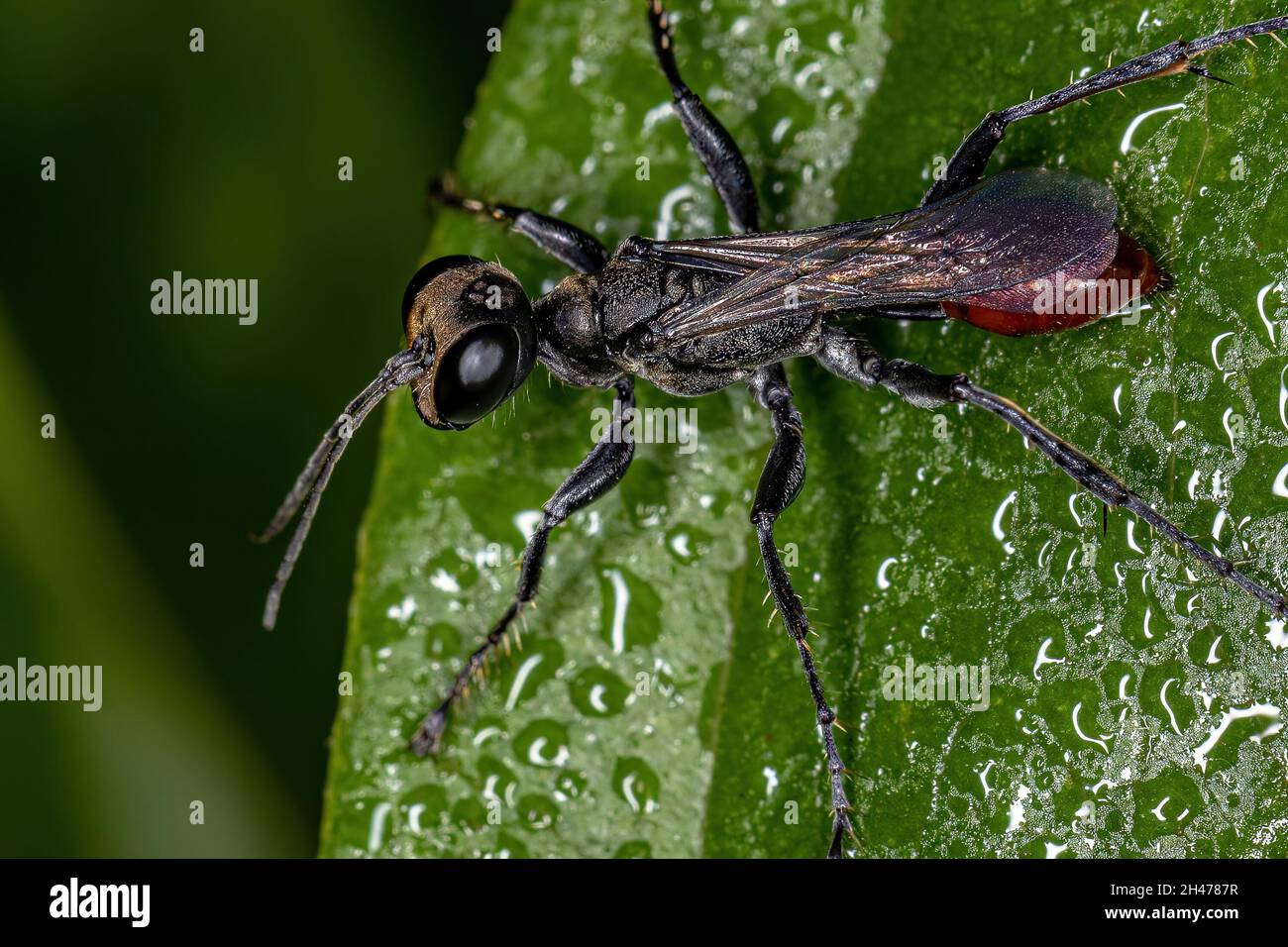 Adult Thread-waisted Wasp of the Genus Prionyx Stock Photo - Alamy