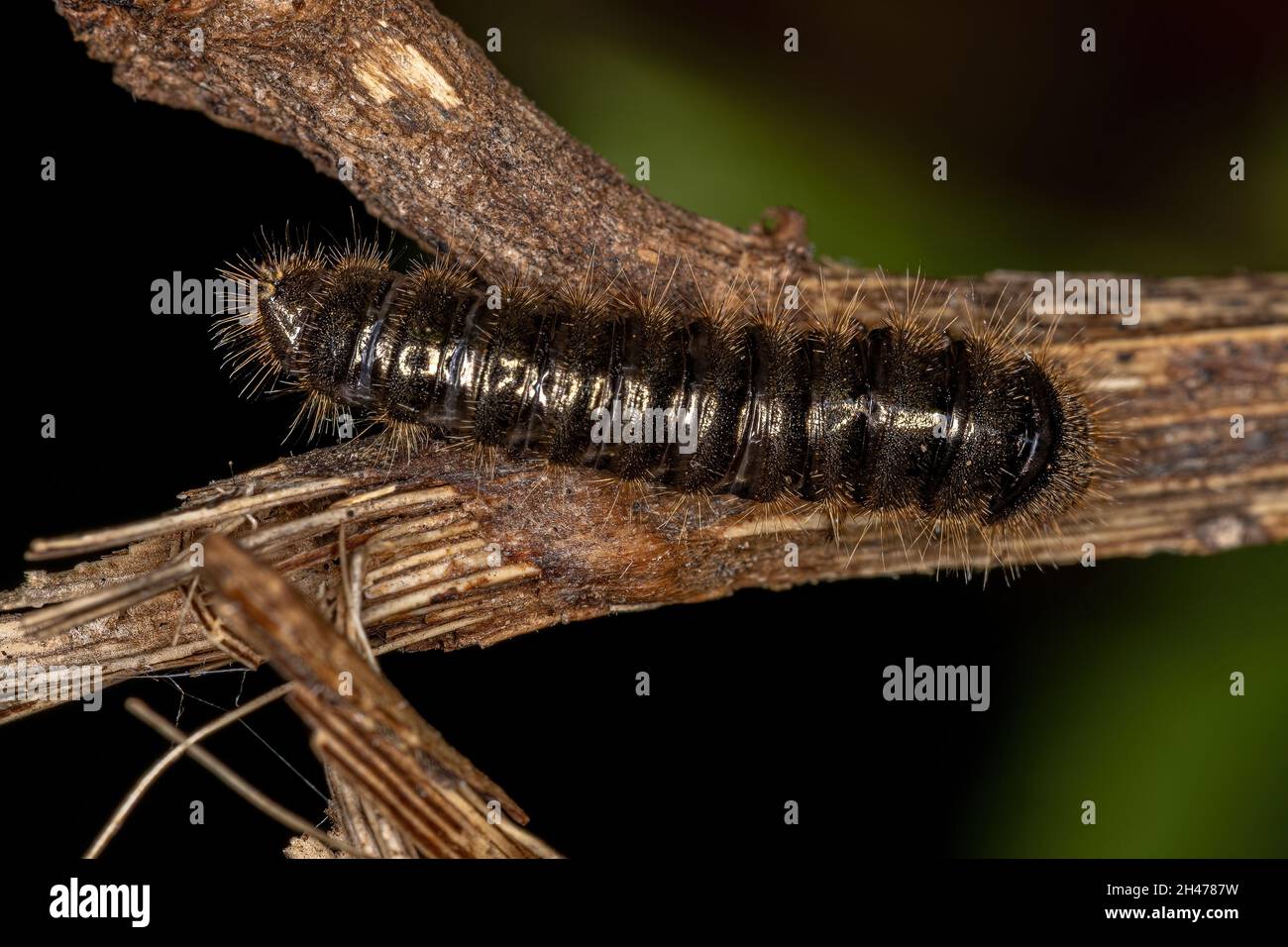 Long-jointed Beetle Larva of the species Lagria villosa Stock Photo - Alamy