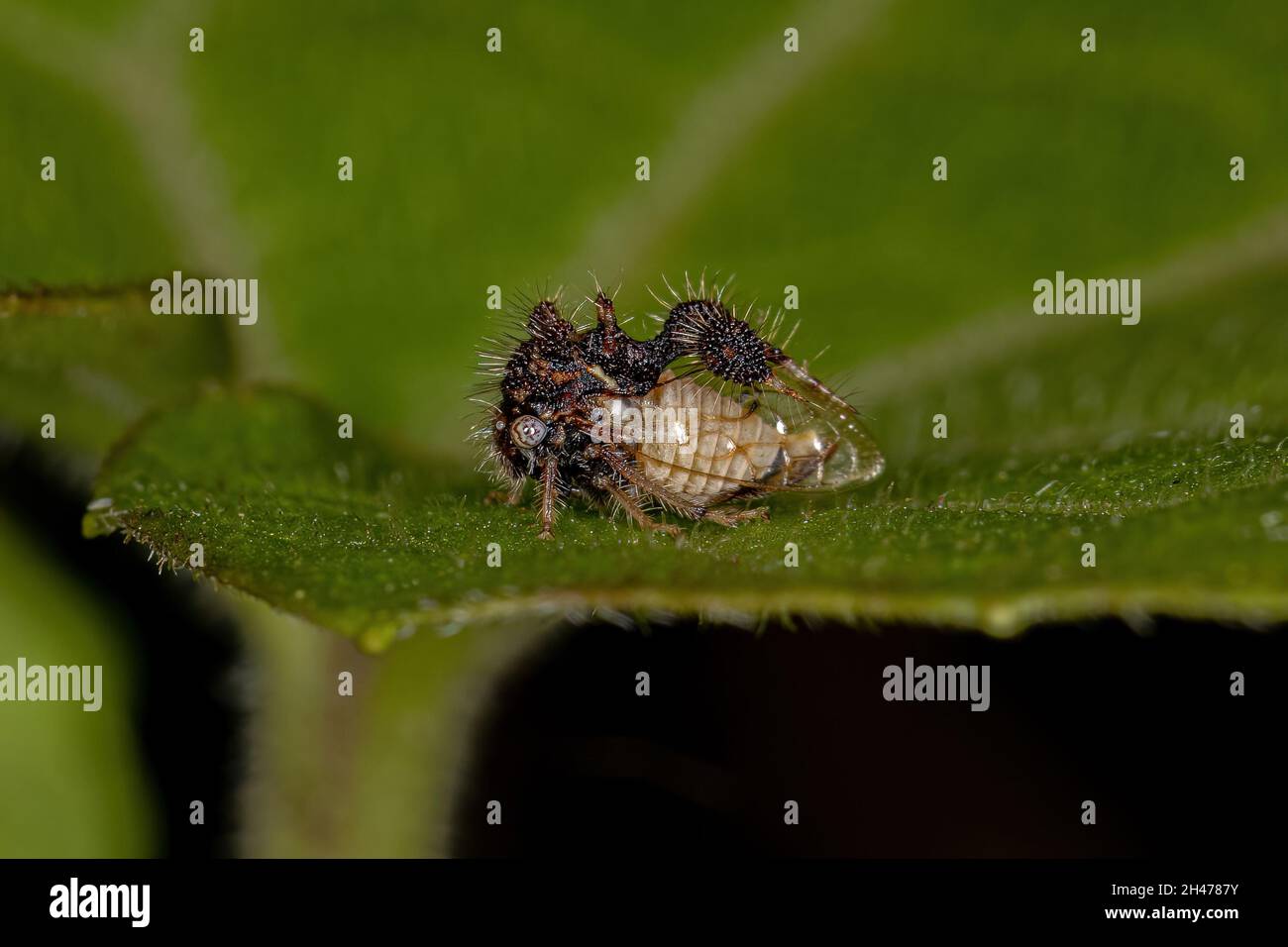 Adult Ant-mimicking Treehopper of the species Cyphonia clavigera Stock ...