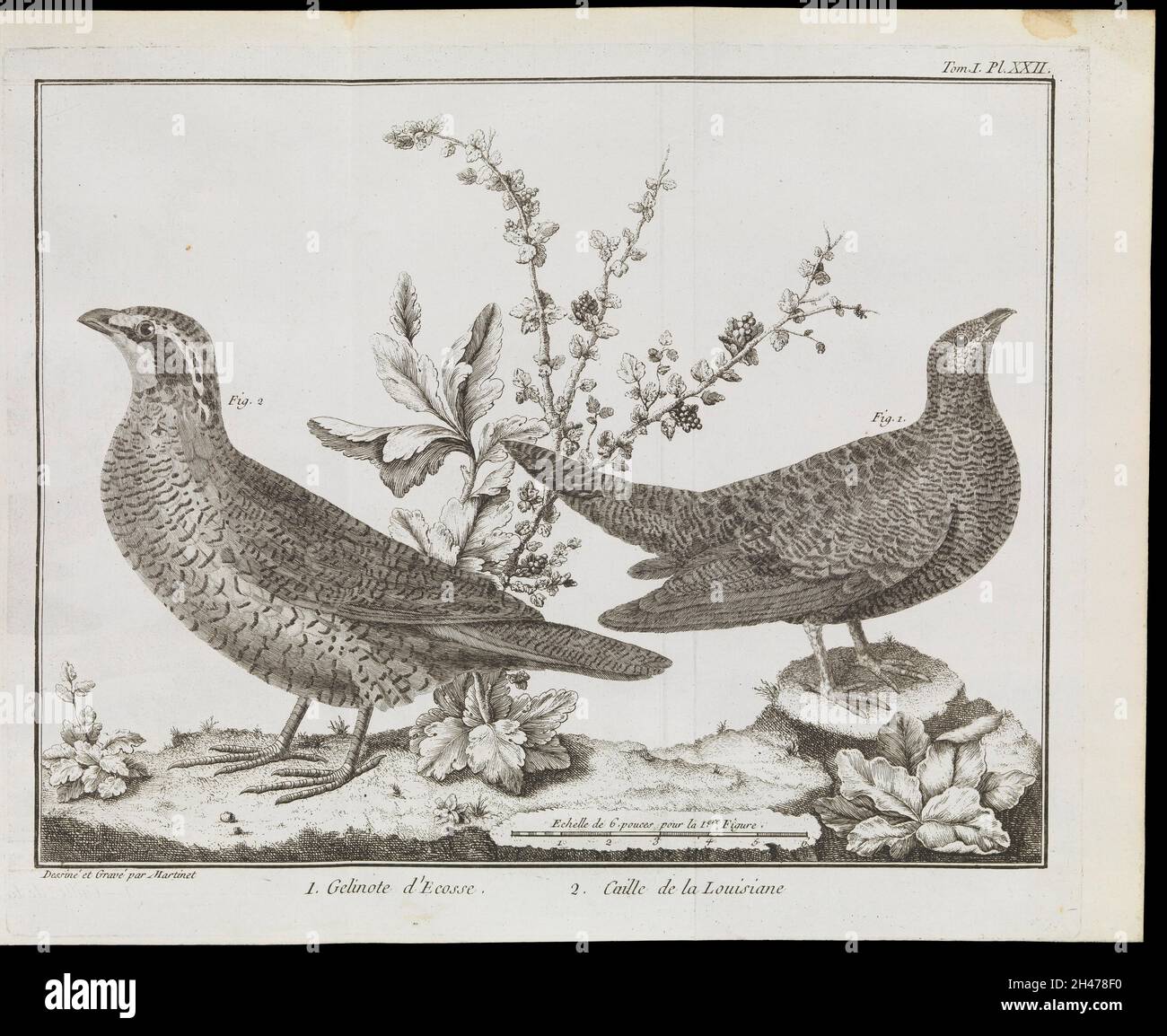 Classification of a grouse and a quail Stock Photo - Alamy