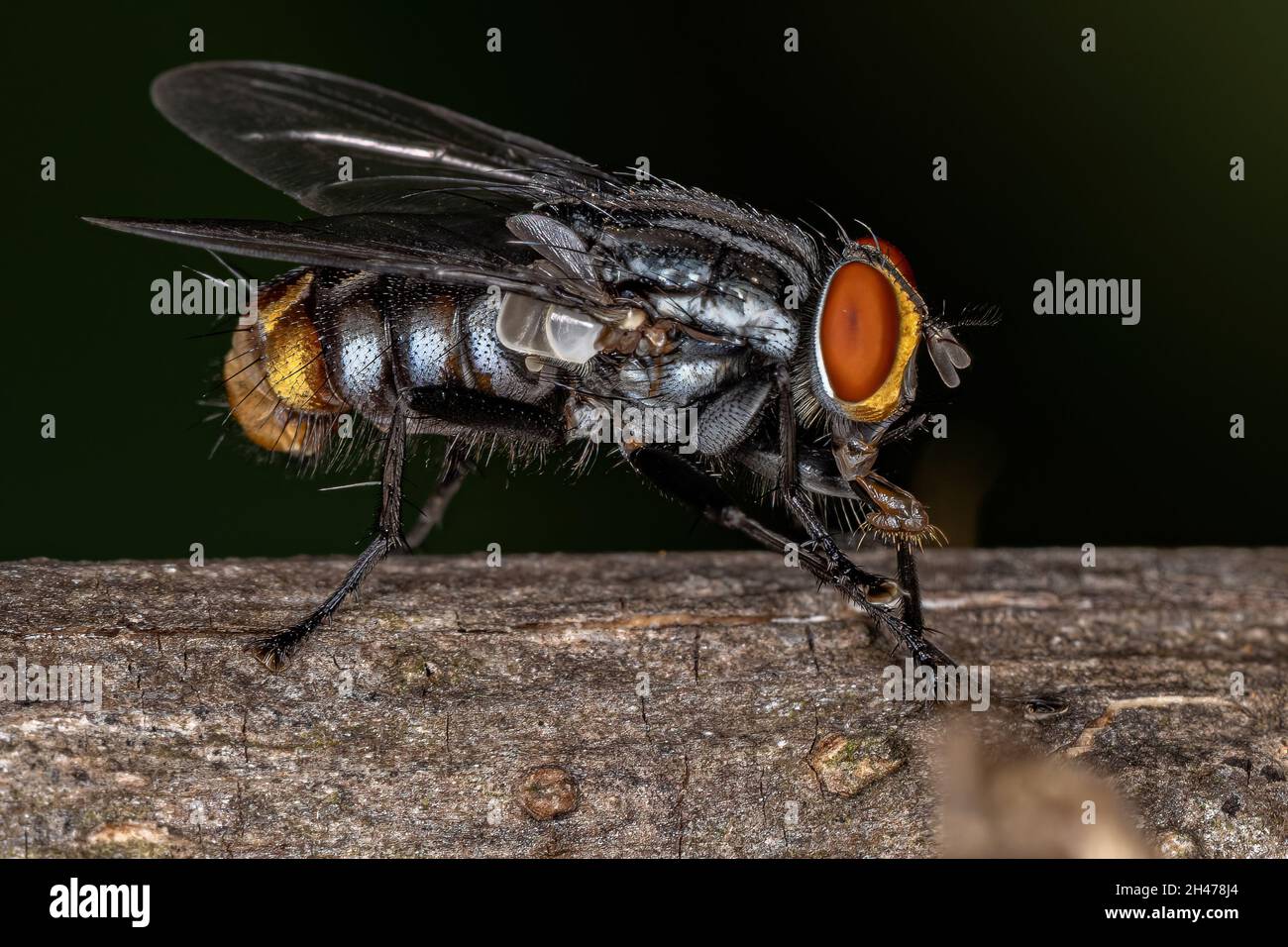 Adult Flesh Fly of the Family Sarcophagidae Stock Photo - Alamy