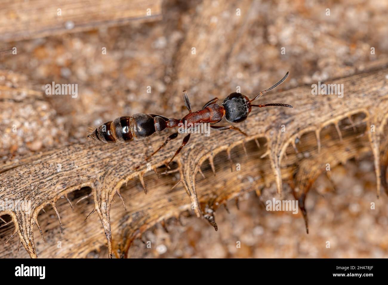 Pseudomyrmex hi-res stock photography and images - Alamy