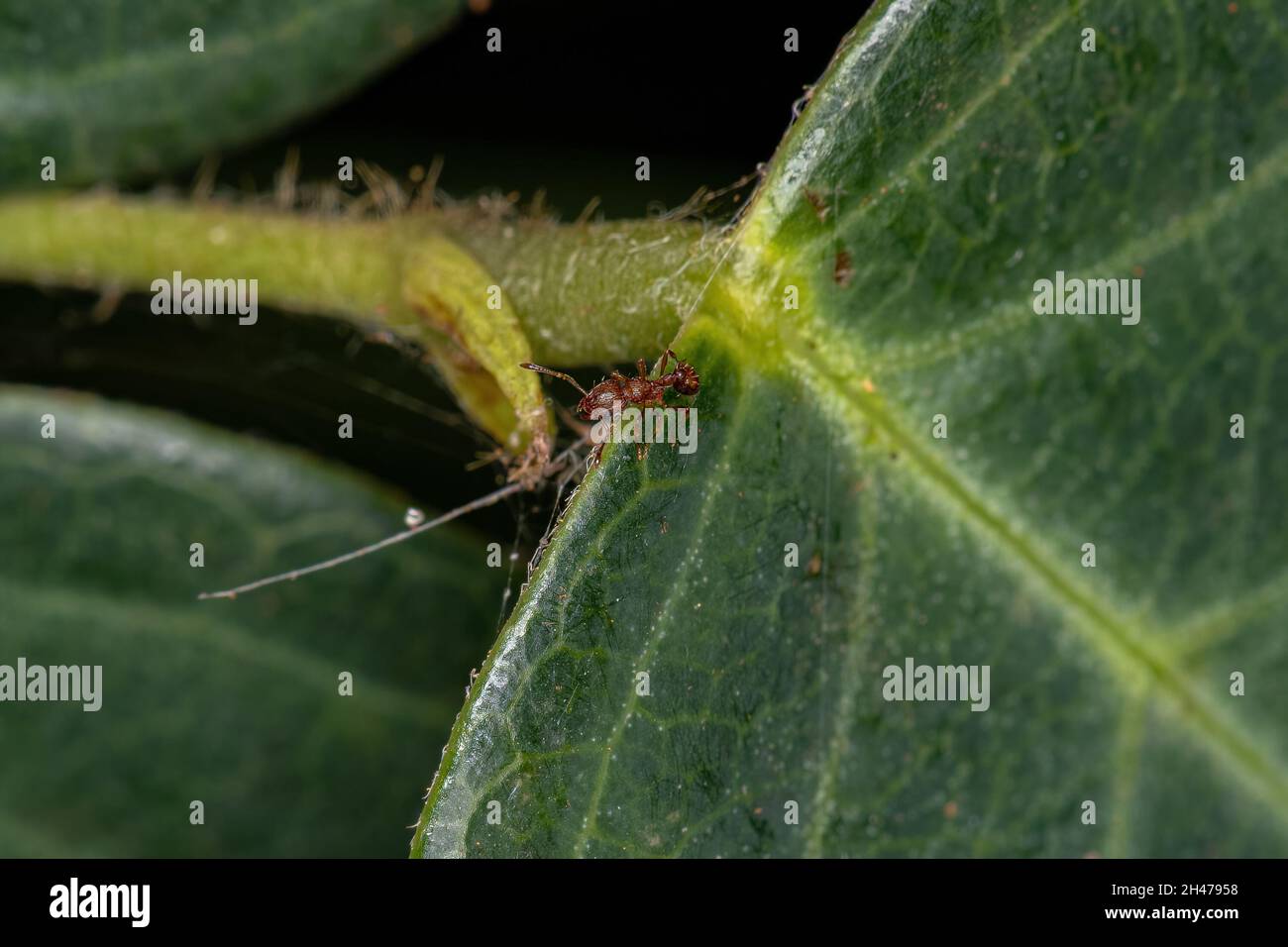 Wasmannia hi-res stock photography and images - Alamy