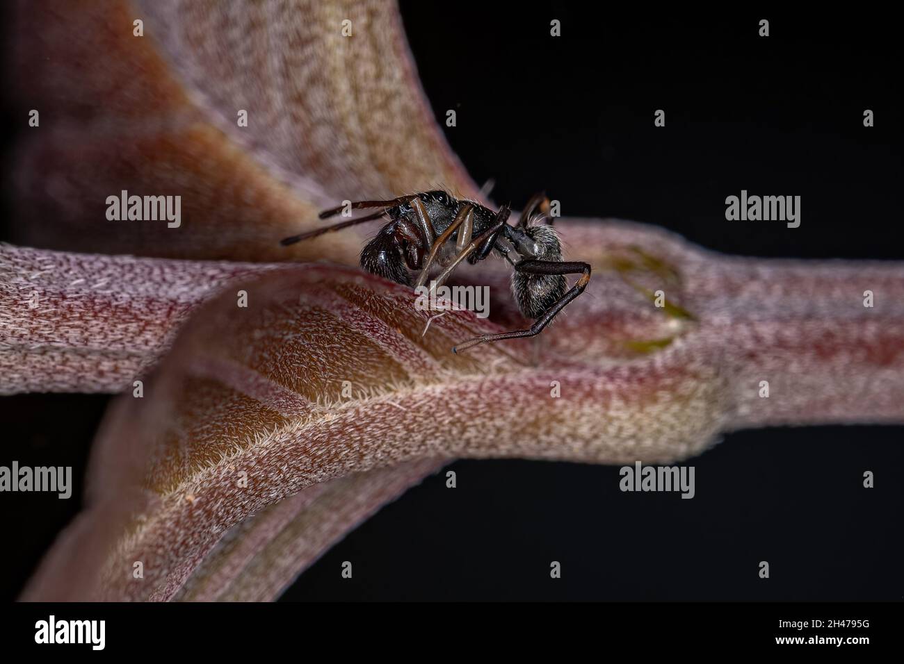 Male Adult Jumping Spider of the Genus Sarinda that mimics carpenter ...