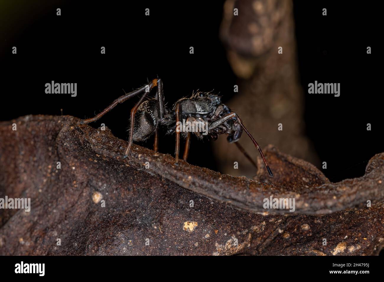 Male Adult Jumping Spider of the Genus Sarinda that mimics carpenter ...