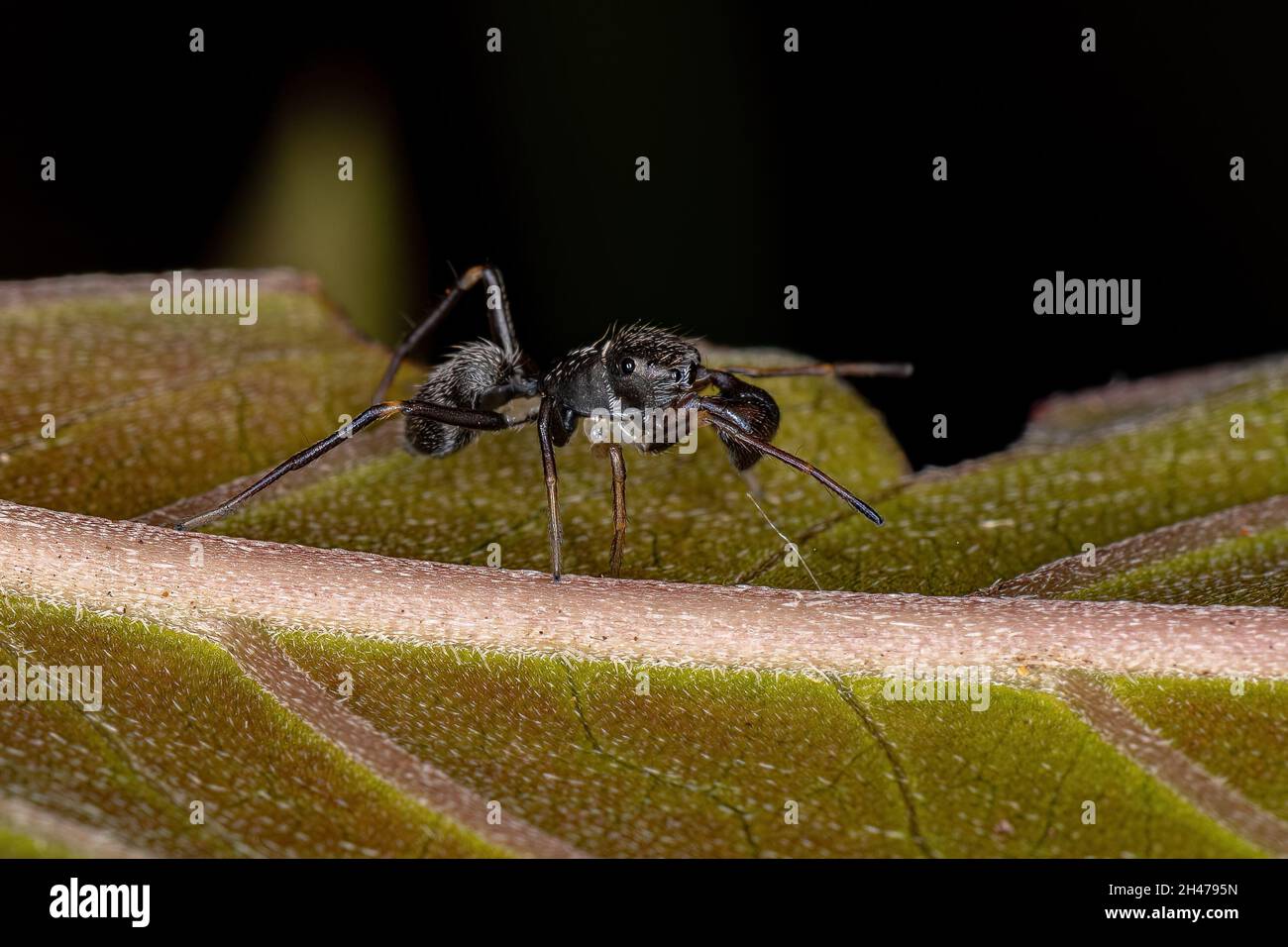 Male Adult Jumping Spider of the Genus Sarinda that mimics carpenter ...
