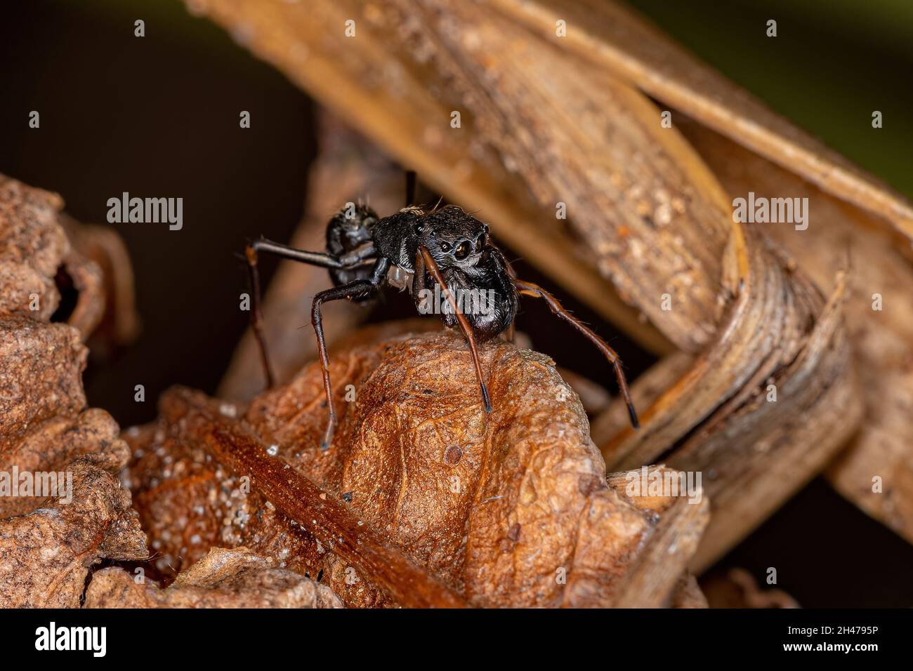 Male Adult Jumping Spider of the Genus Sarinda that mimics carpenter ...