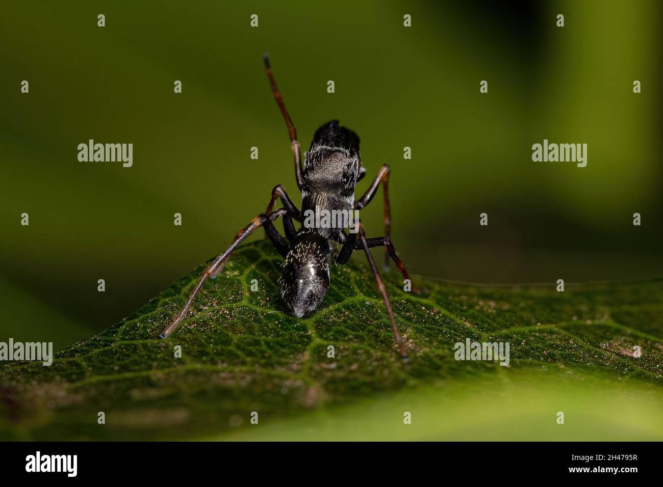 Male Adult Jumping Spider of the Genus Sarinda that mimics carpenter ...
