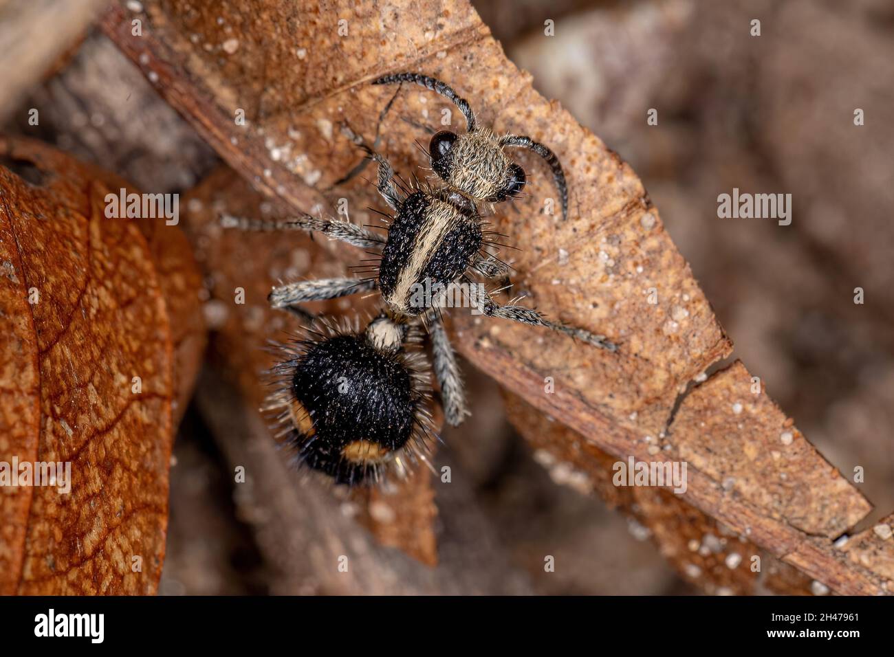 Adult Velvet Ant of the Family Mutillidae Stock Photo - Alamy