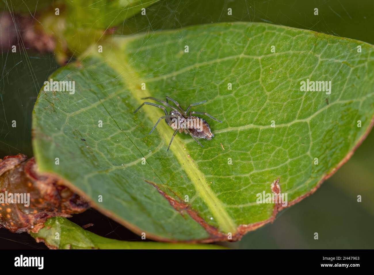 Adult Male Small Meshweaver Spider of the Family Dictynidae Stock Photo ...