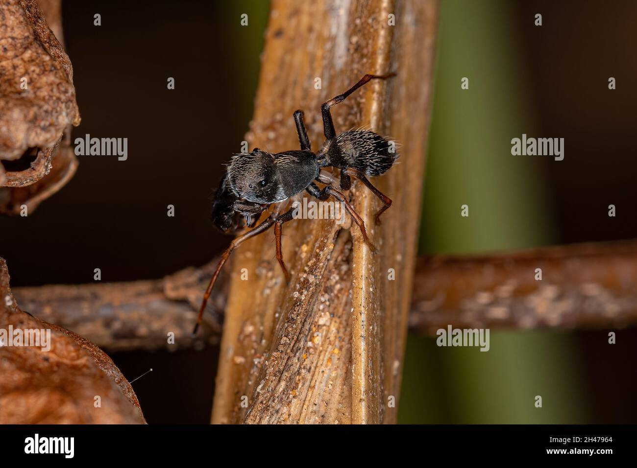 Male Adult Jumping Spider of the Genus Sarinda that mimics carpenter ...