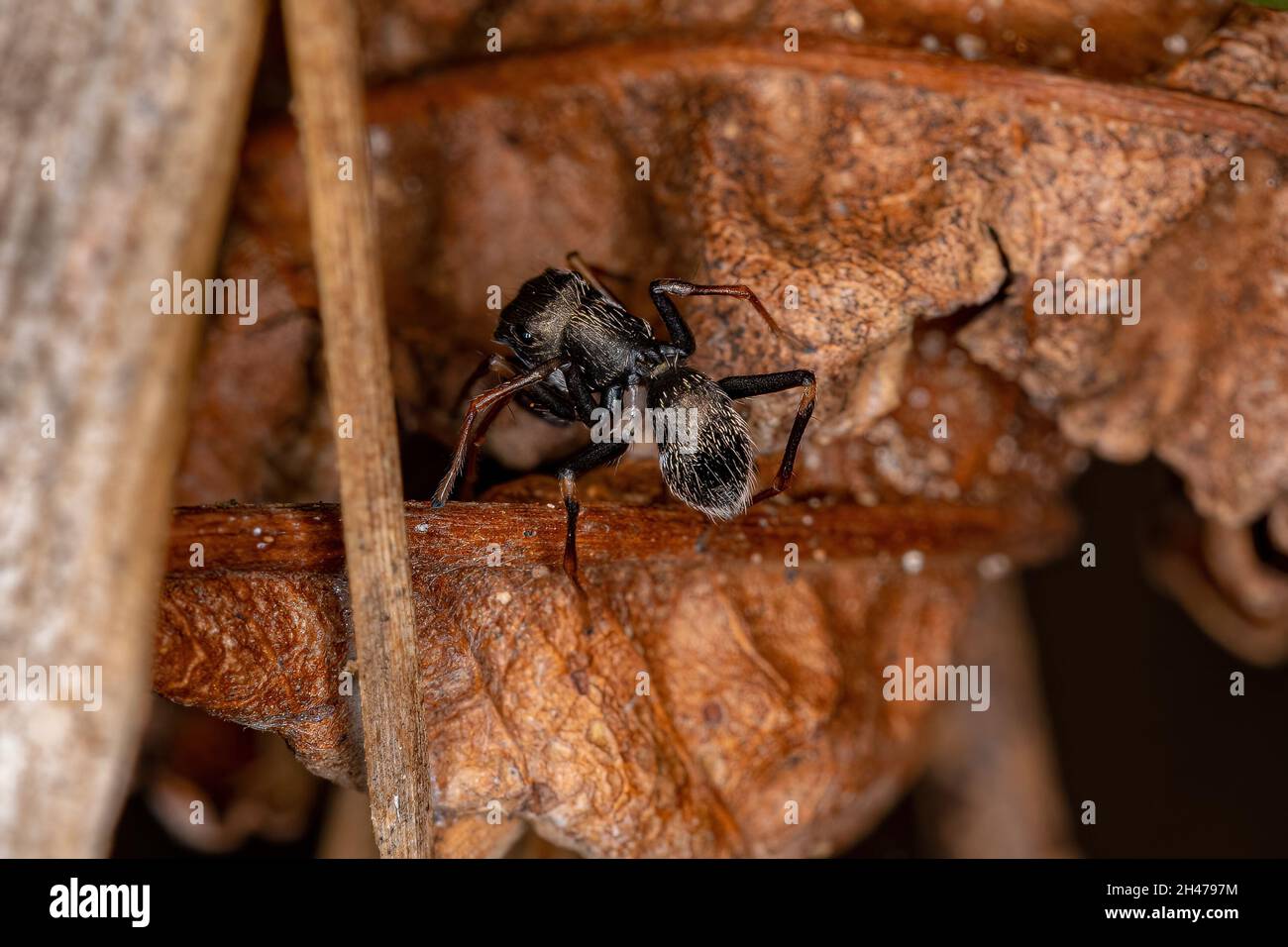 Male Adult Jumping Spider of the Genus Sarinda that mimics carpenter ...