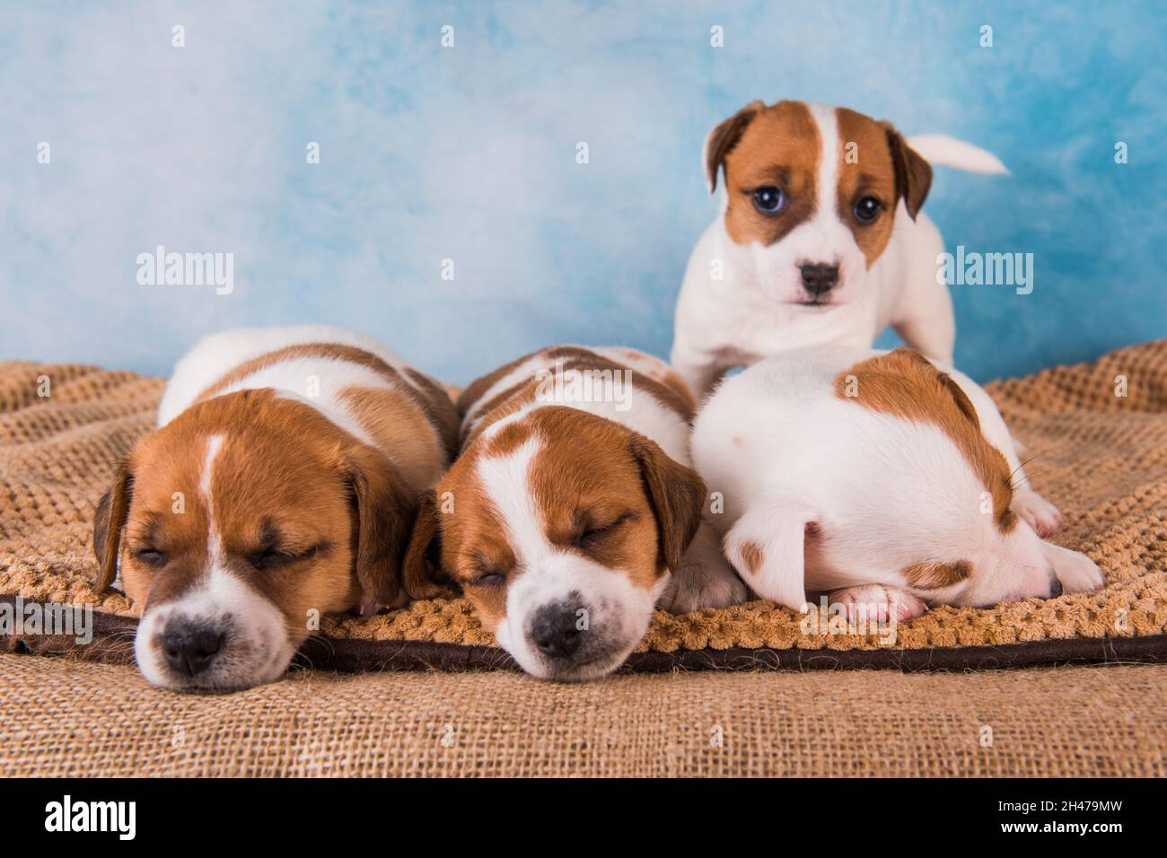 Group of Jack Russell terrier puppies in front of blue background Stock ...