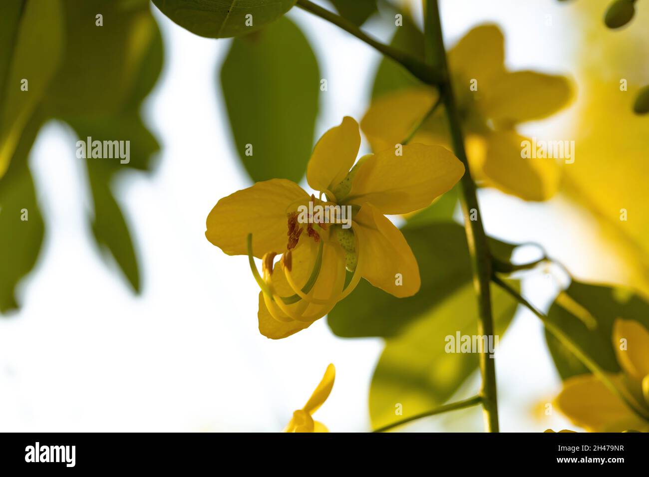 Golden Rain Tree Yellow Flowers of the species Cassia fistula with selective focus Stock Photo ...