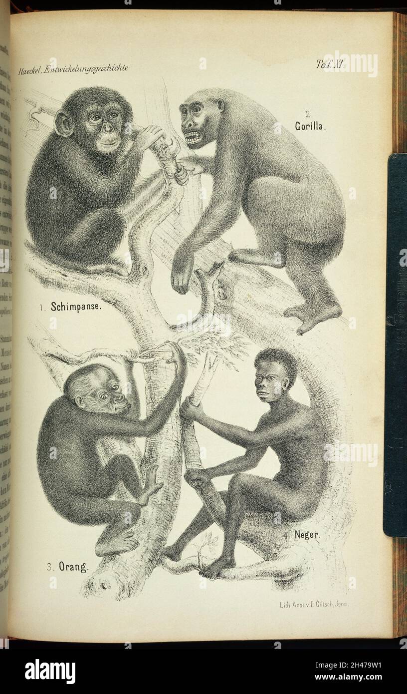 Plate from Haeckel, Anthropogenie Stock Photo - Alamy