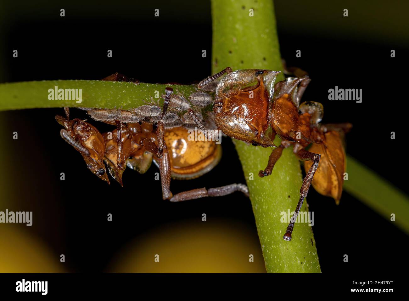 Adult Yellow Turtle Ants of the Genus Cephalotes and Typical Treehopper ...