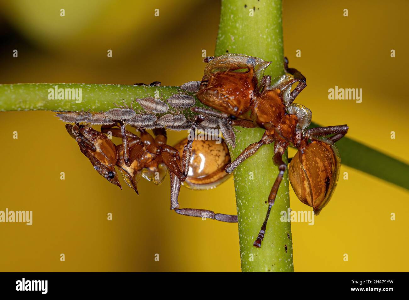 Adult Yellow Turtle Ants of the Genus Cephalotes and Typical Treehopper ...