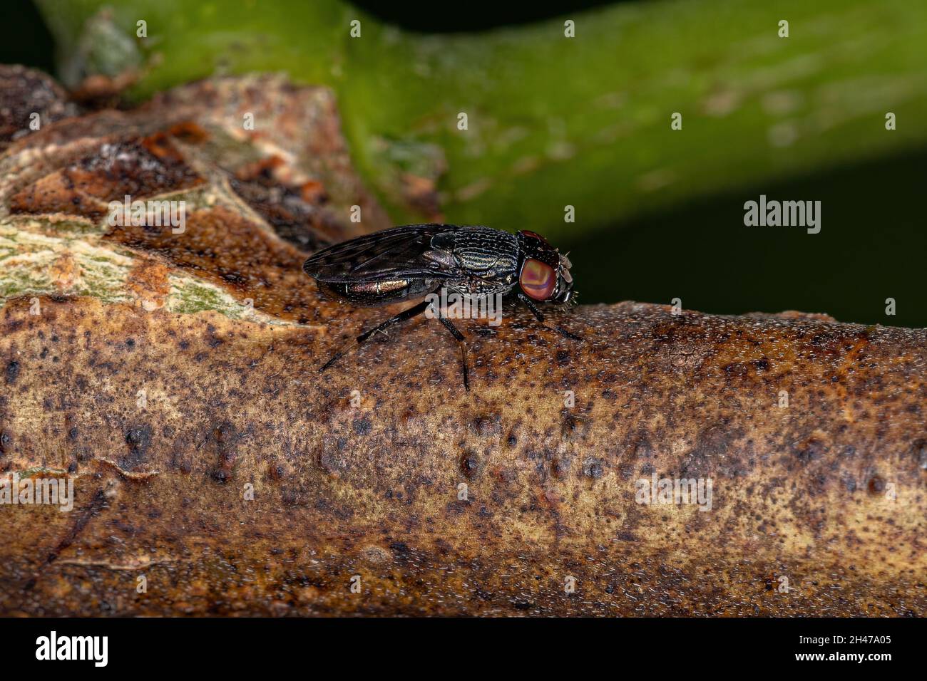Adult Picture-winged Fly of the Family Ulidiidae Stock Photo - Alamy