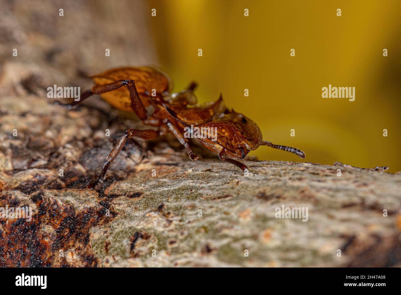 Adult Yellow Turtle Ant of the Genus Cephalotes Stock Photo - Alamy