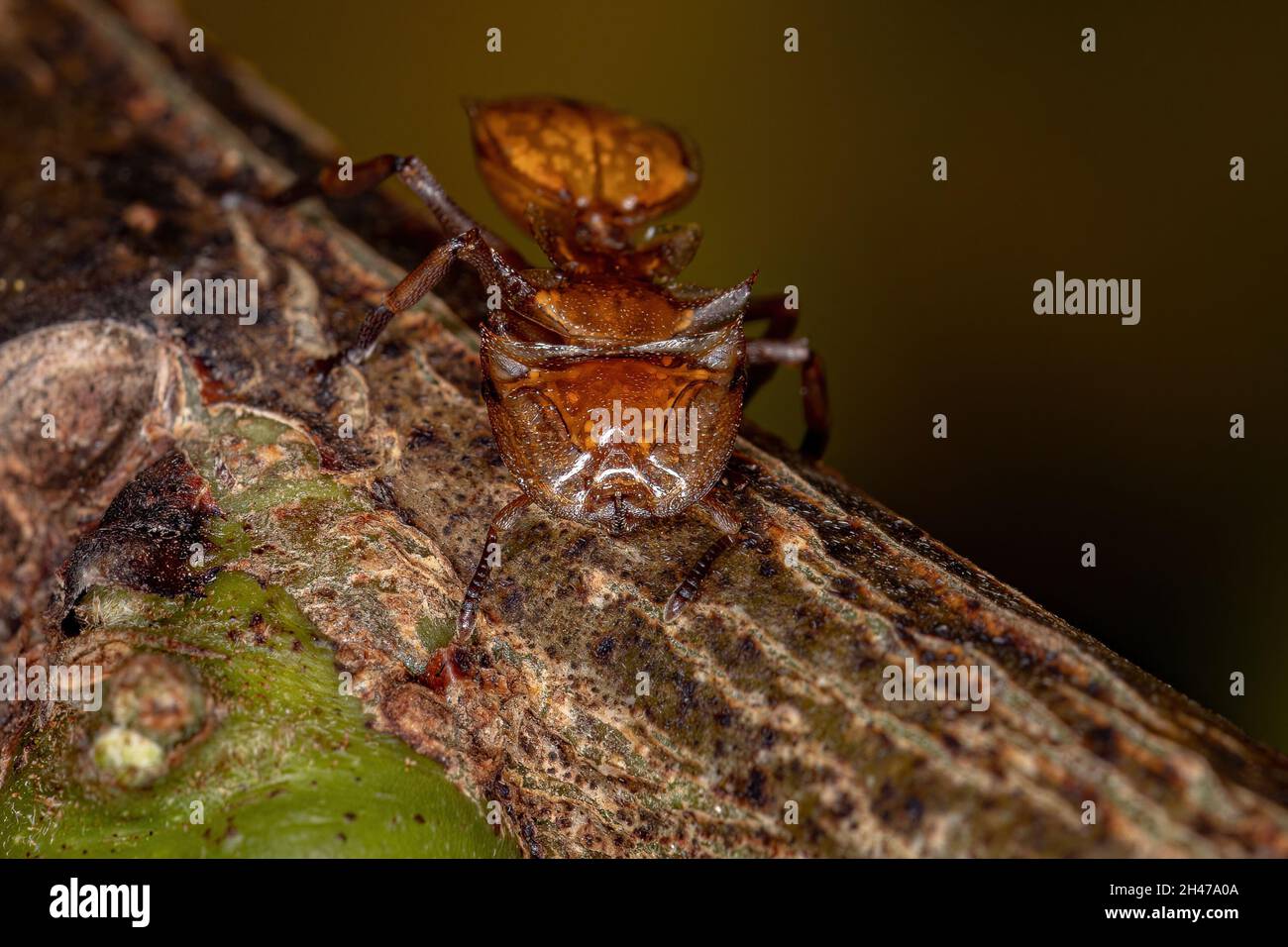 Adult Yellow Turtle Ant of the Genus Cephalotes Stock Photo - Alamy