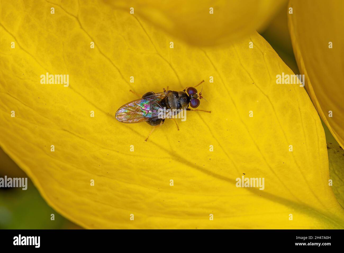 Black soldier fly leaf hi-res stock photography and images - Alamy