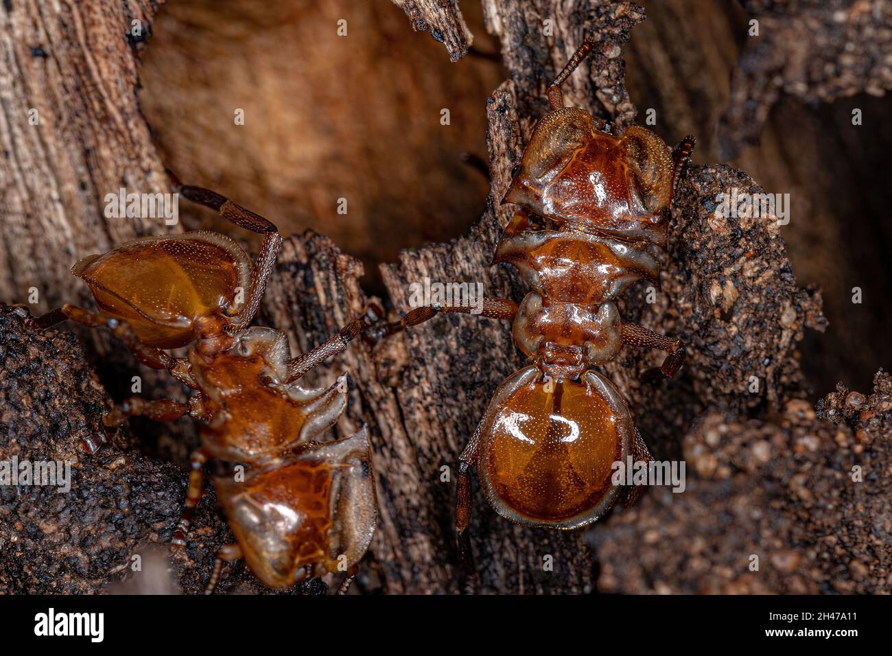Cephalotes clypeatus hi-res stock photography and images - Alamy
